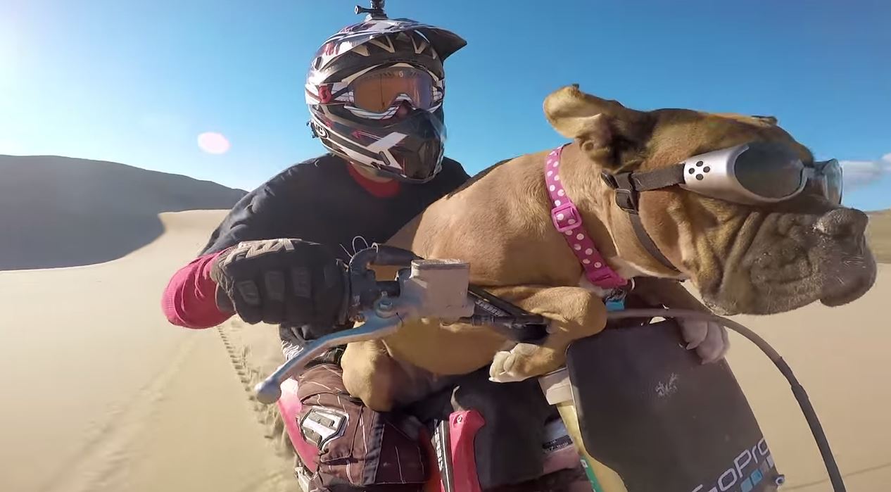 Lexie Dirtbike Dog – Featured | Bike-urious